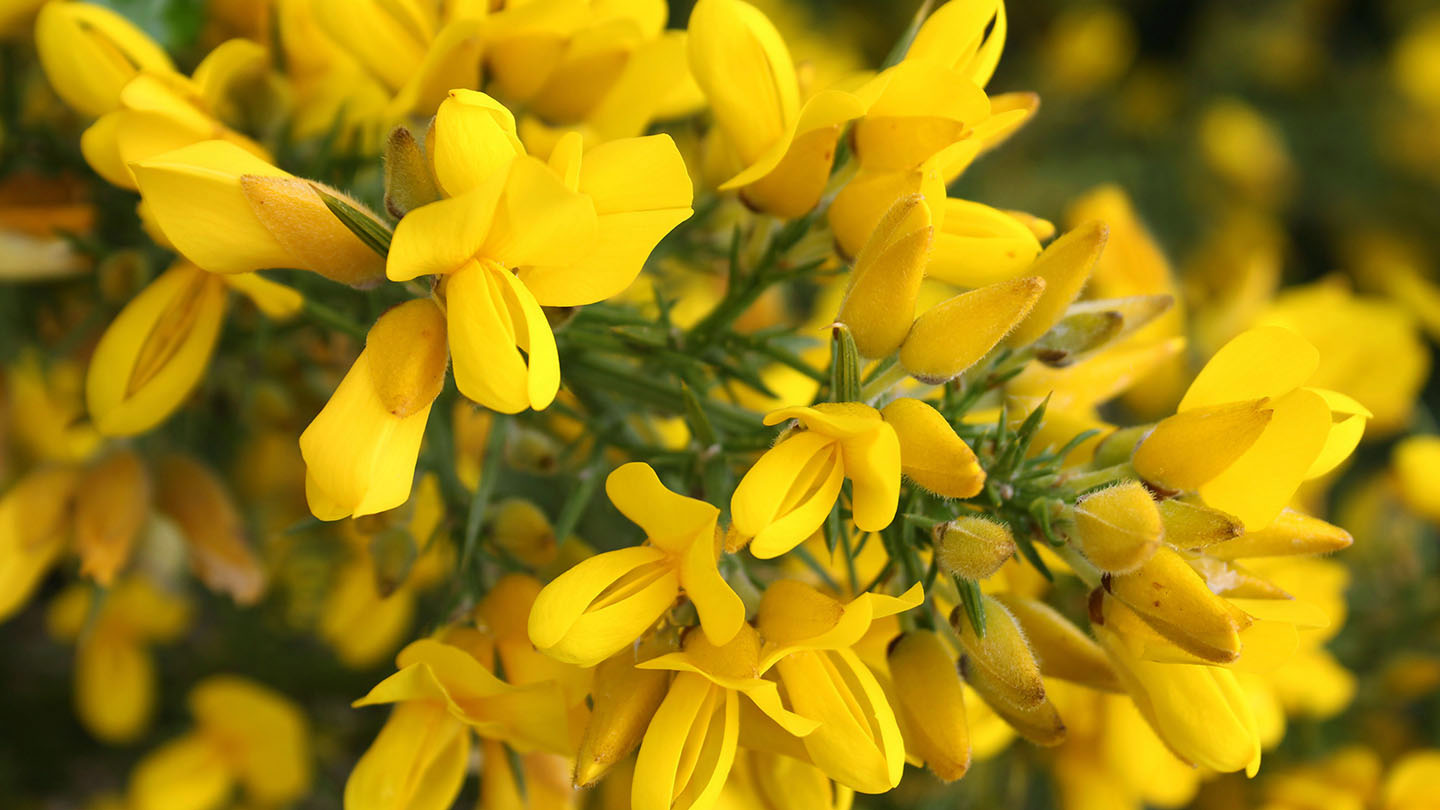 Gorse Management – Blaxhall Commons and Open Spaces Charitable Trust